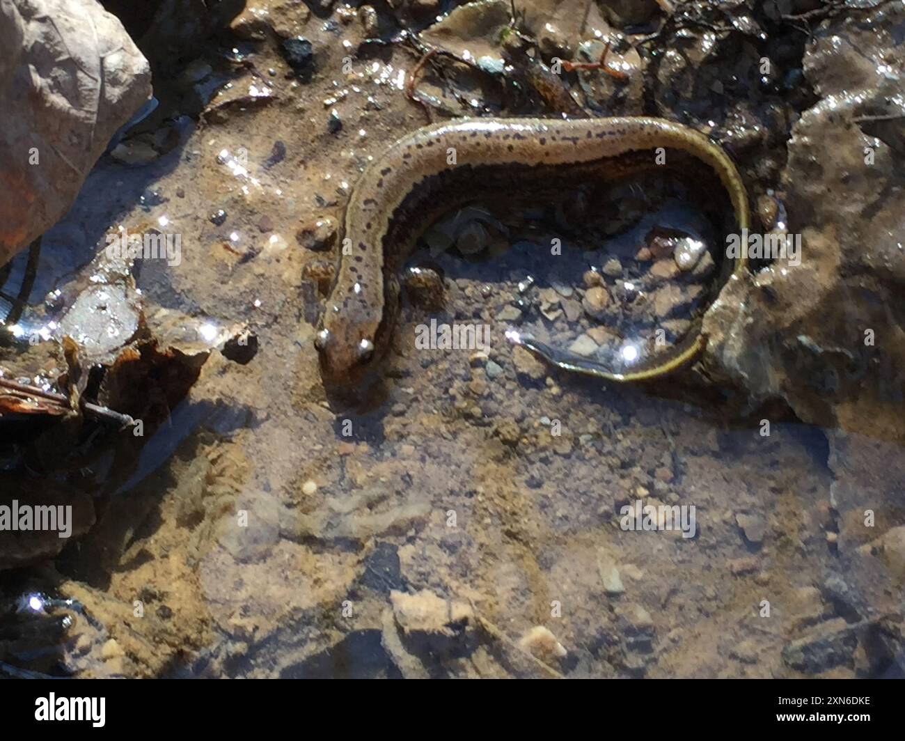Southern Two-lined Salamander (Eurycea cirrigera) Amphibia Stock Photo ...