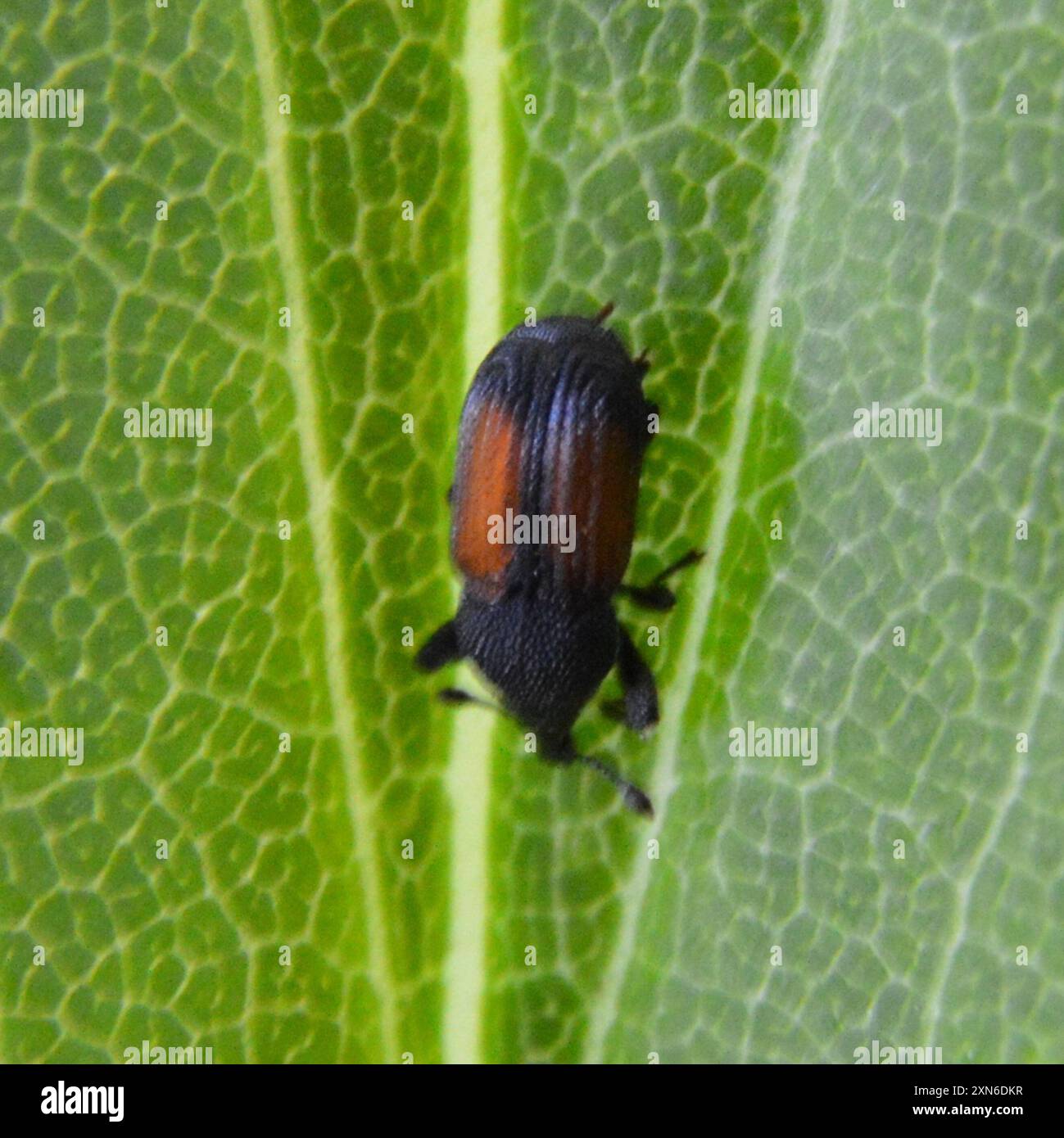 Laemosaccus nephele hi-res stock photography and images - Alamy