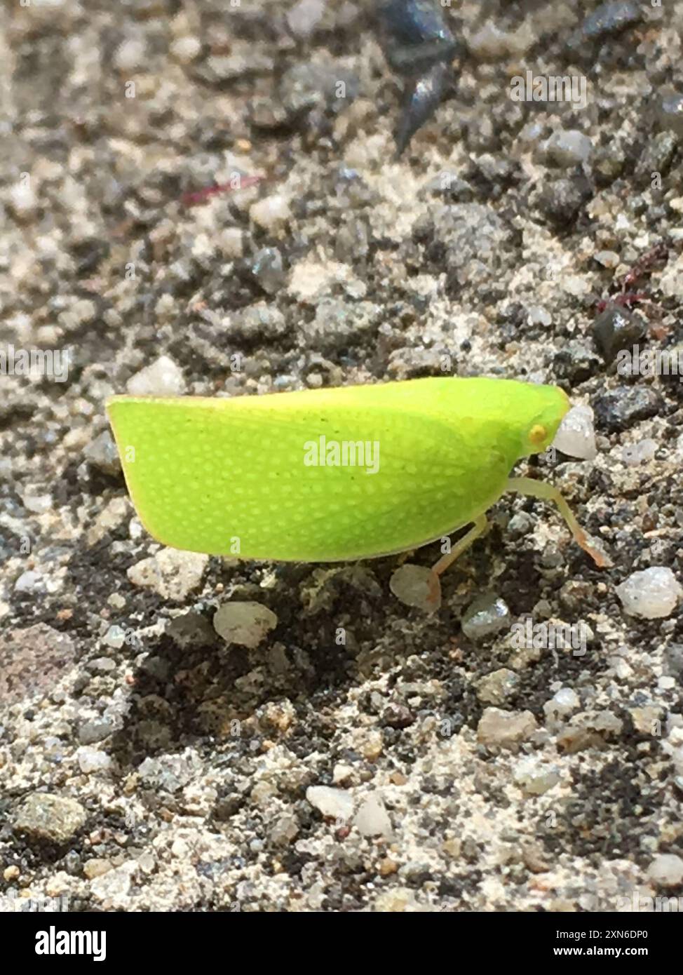 Torpedo Bug (Siphanta acuta) Insecta Stock Photo - Alamy