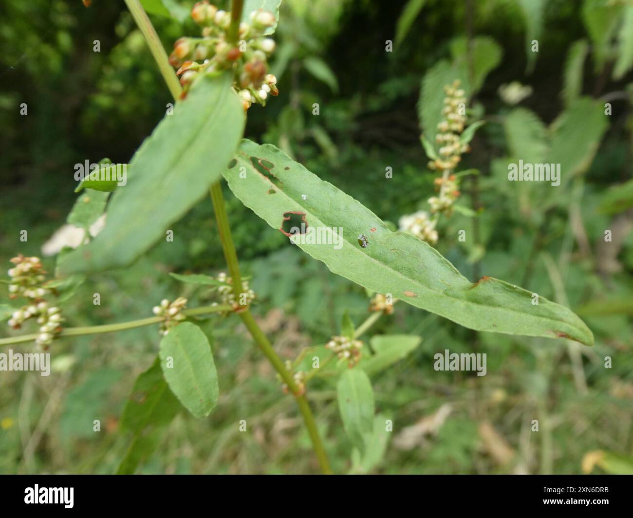 Clustered Dock (Rumex conglomeratus) Plantae Stock Photo - Alamy