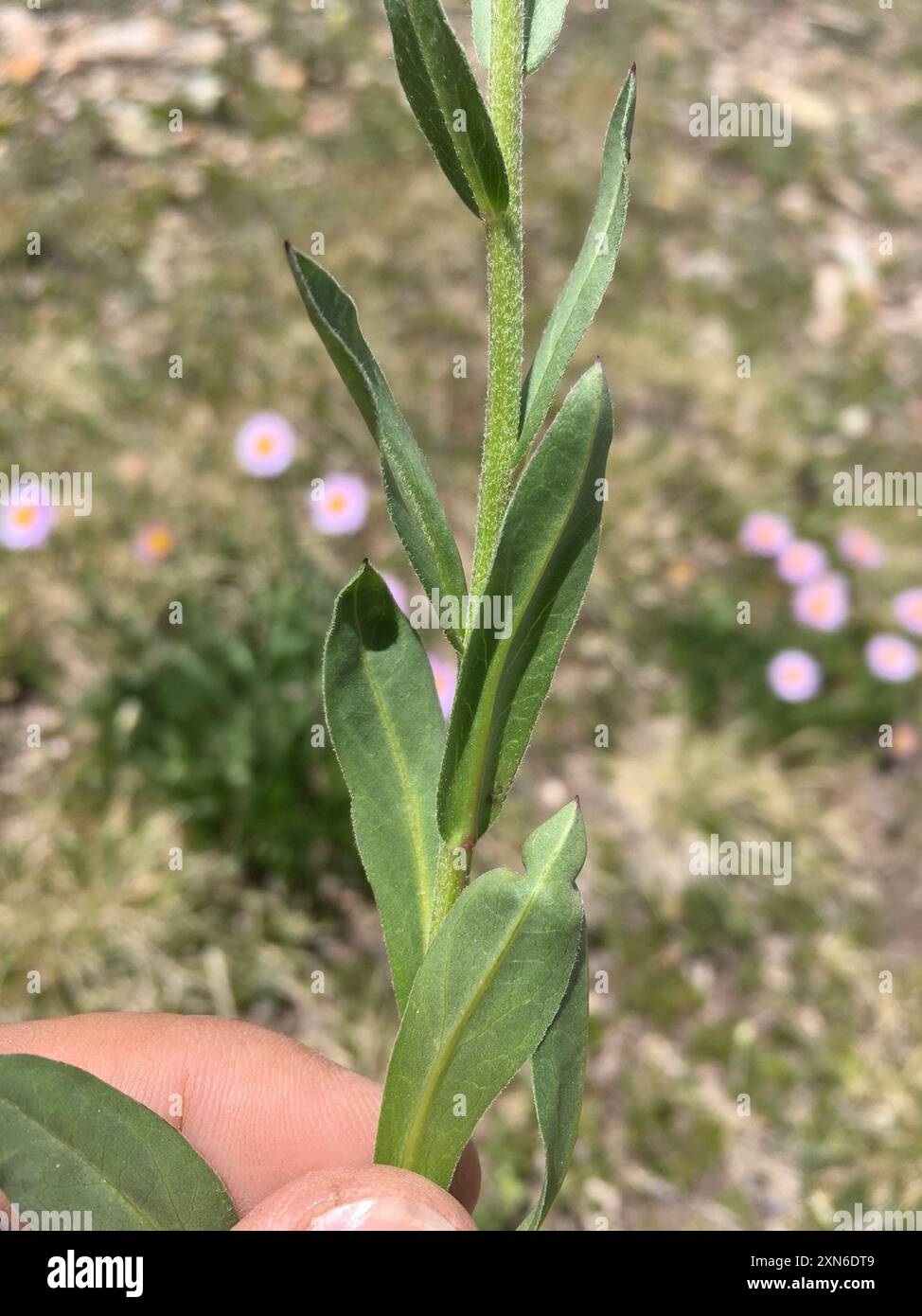 Subalpine Fleabane (Erigeron glacialis) Plantae Stock Photo - Alamy