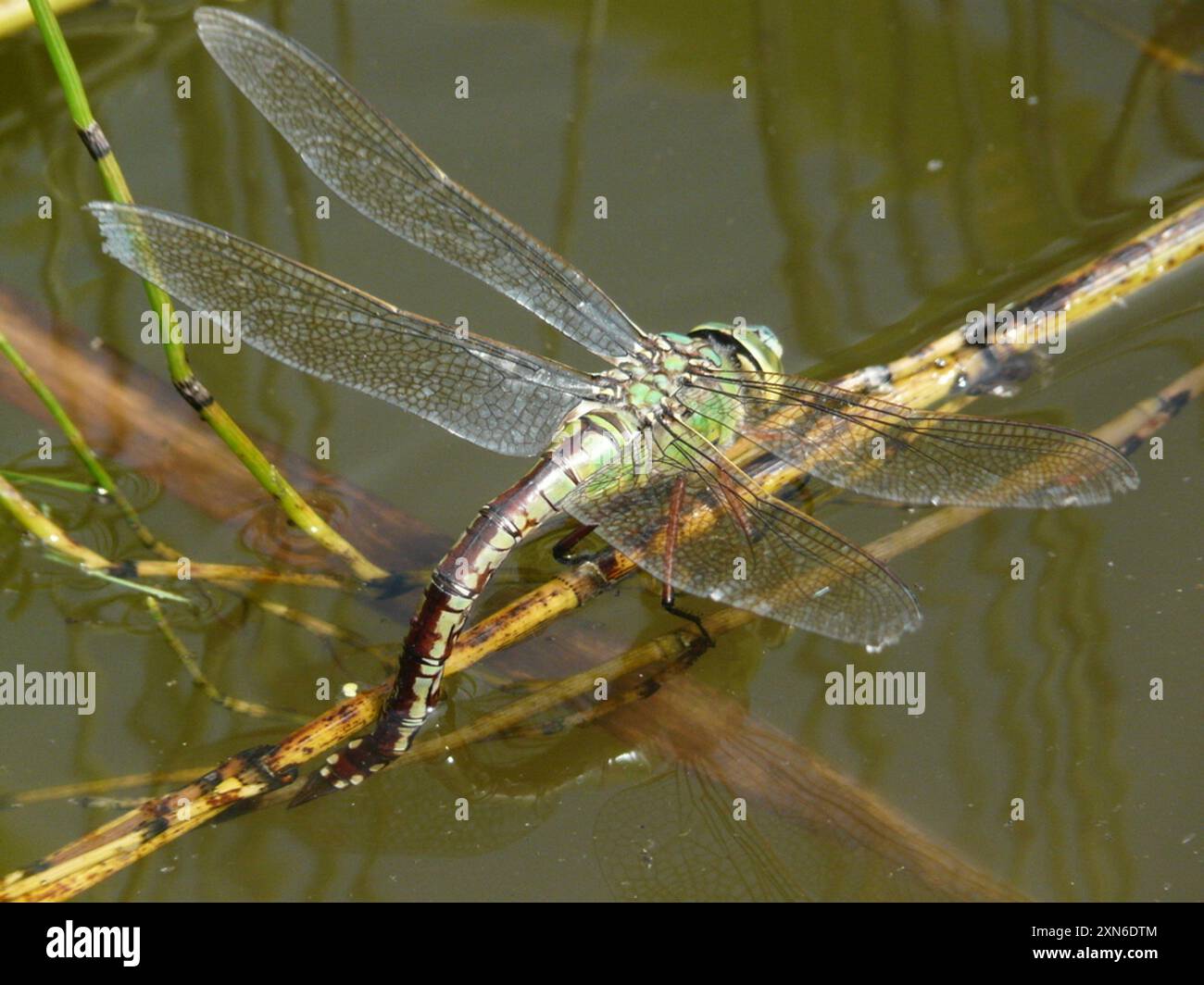 Blue Emperor (Anax imperator) Insecta Stock Photo - Alamy