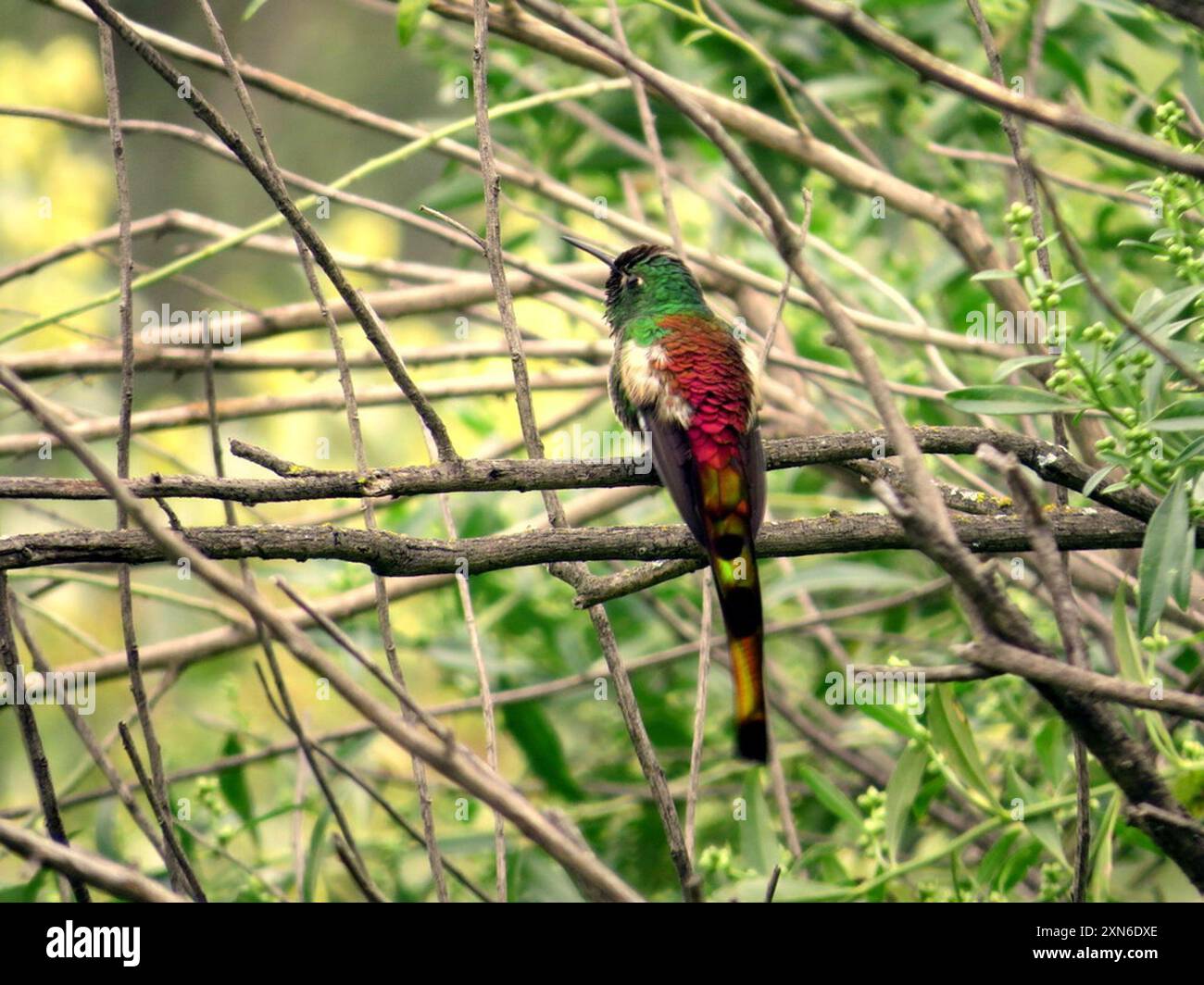 Red-tailed Comet (Sappho sparganurus) Aves Stock Photo - Alamy