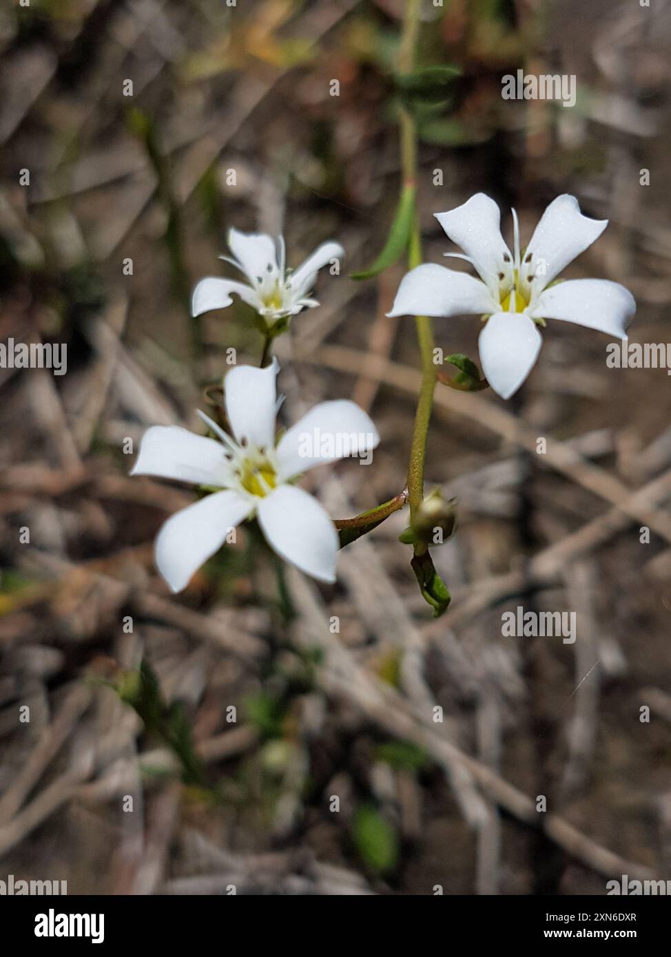 Sea Primrose (Samolus repens) Plantae Stock Photo - Alamy