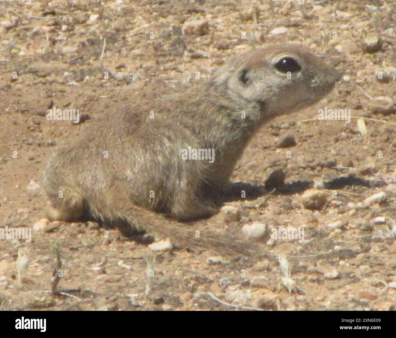 Round-tailed Ground Squirrel (Xerospermophilus tereticaudus) Mammalia ...