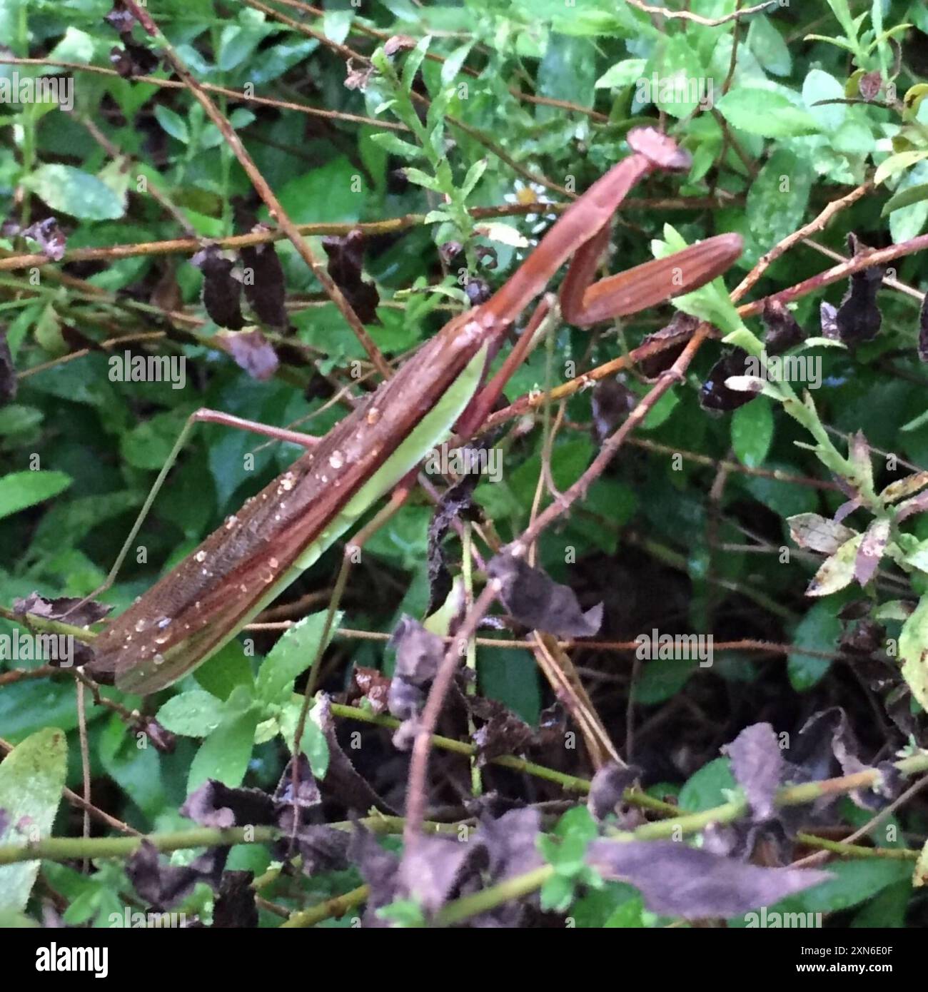 Chinese Mantis (Tenodera sinensis) Insecta Stock Photo - Alamy