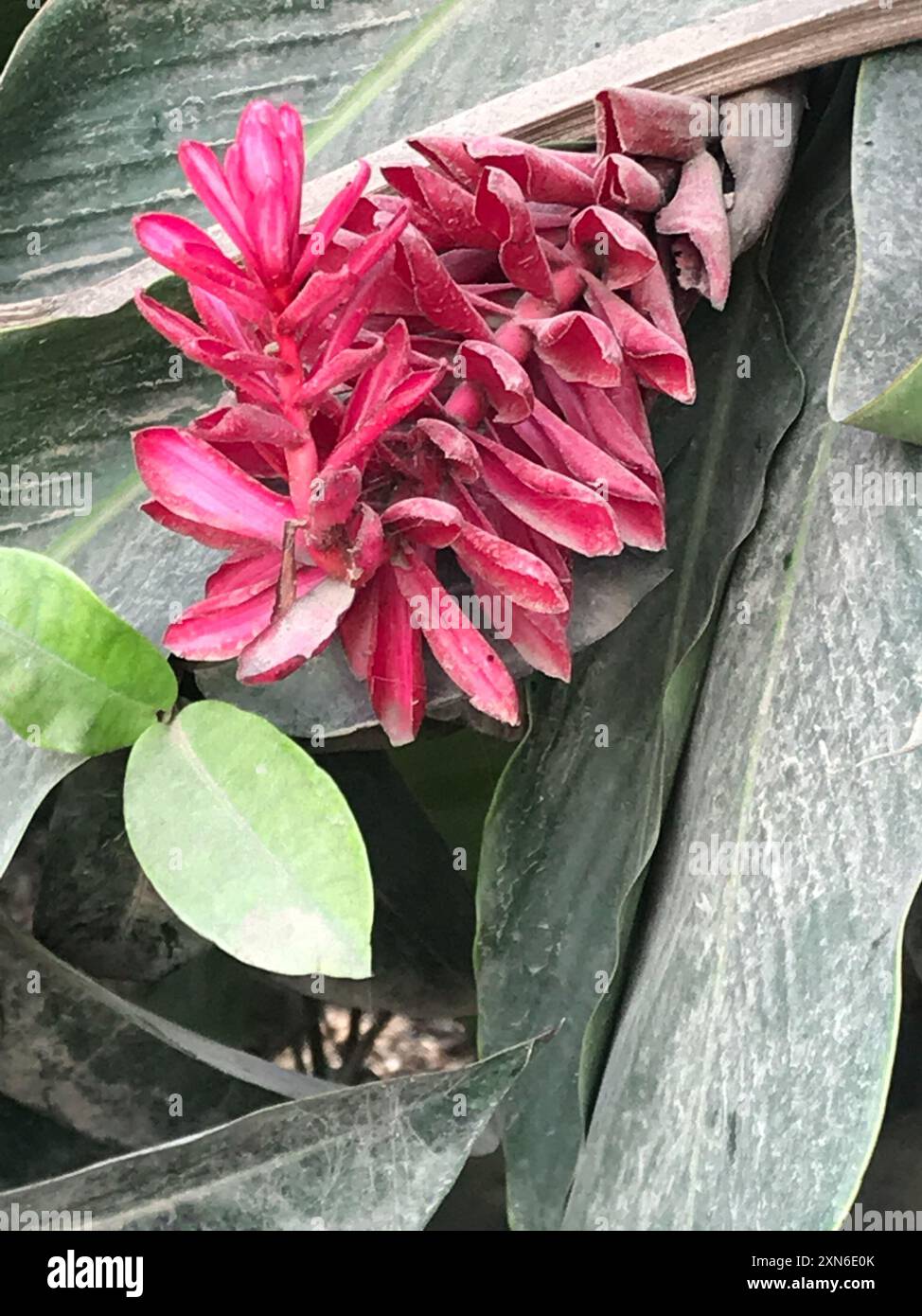 Red Ginger (Alpinia purpurata) Plantae Stock Photo - Alamy
