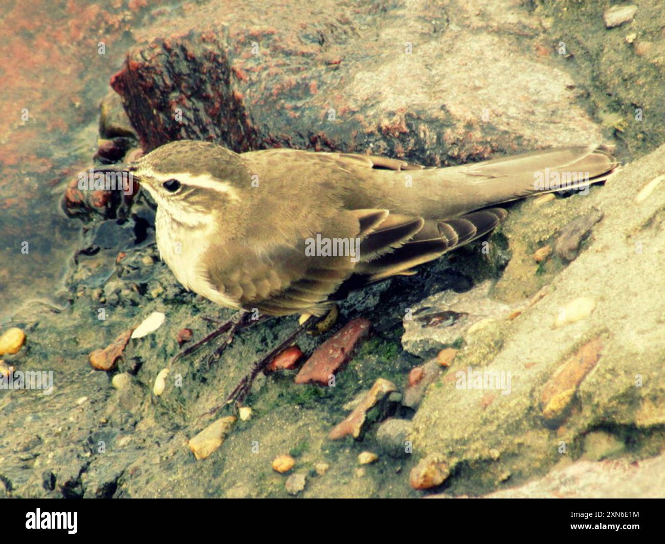 Buff-winged Cinclodes (Cinclodes fuscus) Aves Stock Photo - Alamy
