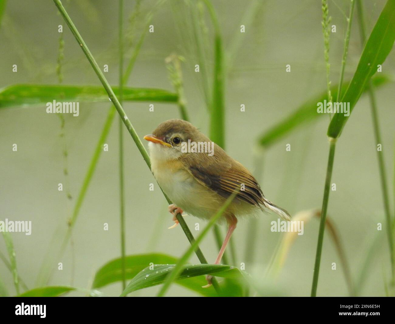 Plain prinia inornata aves hi-res stock photography and images - Alamy