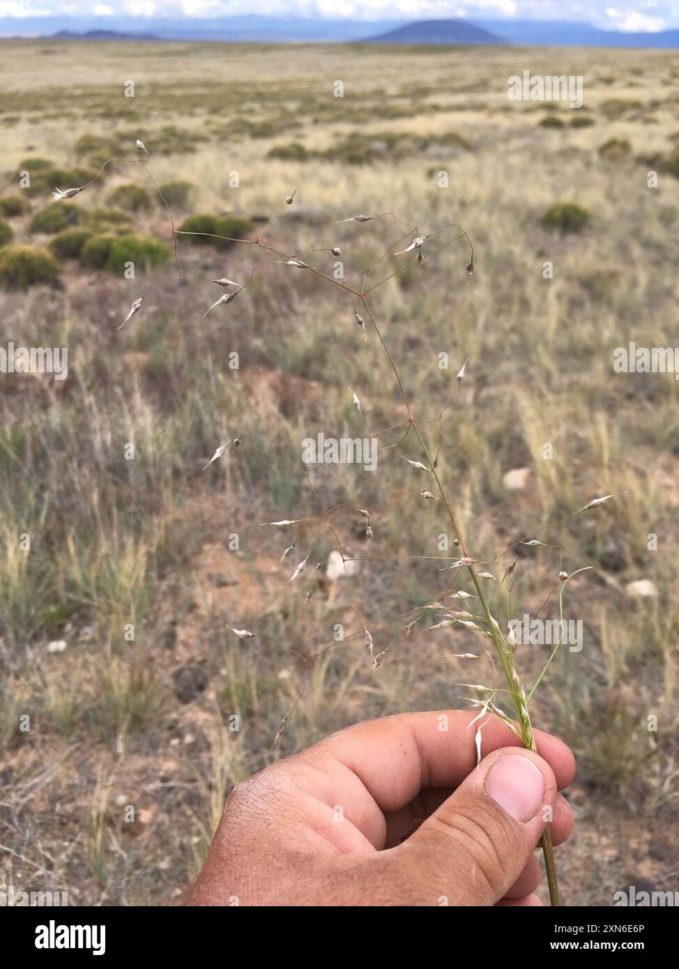 Sand Ricegrass (Eriocoma hymenoides) Plantae Stock Photo - Alamy