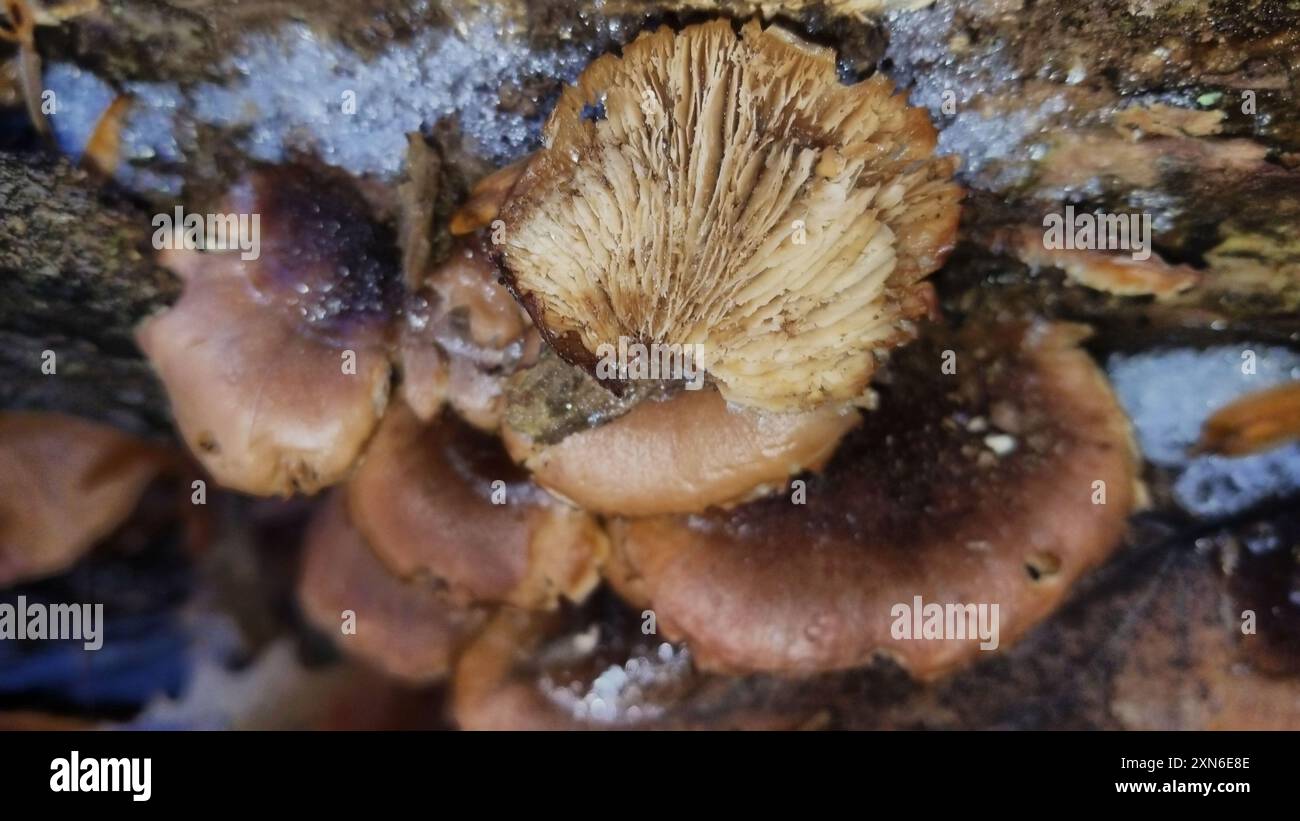 bear lentinus (Lentinellus ursinus) Fungi Stock Photo - Alamy