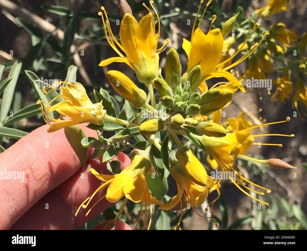 Bladderpod (Cleomella arborea) Plantae Stock Photo - Alamy