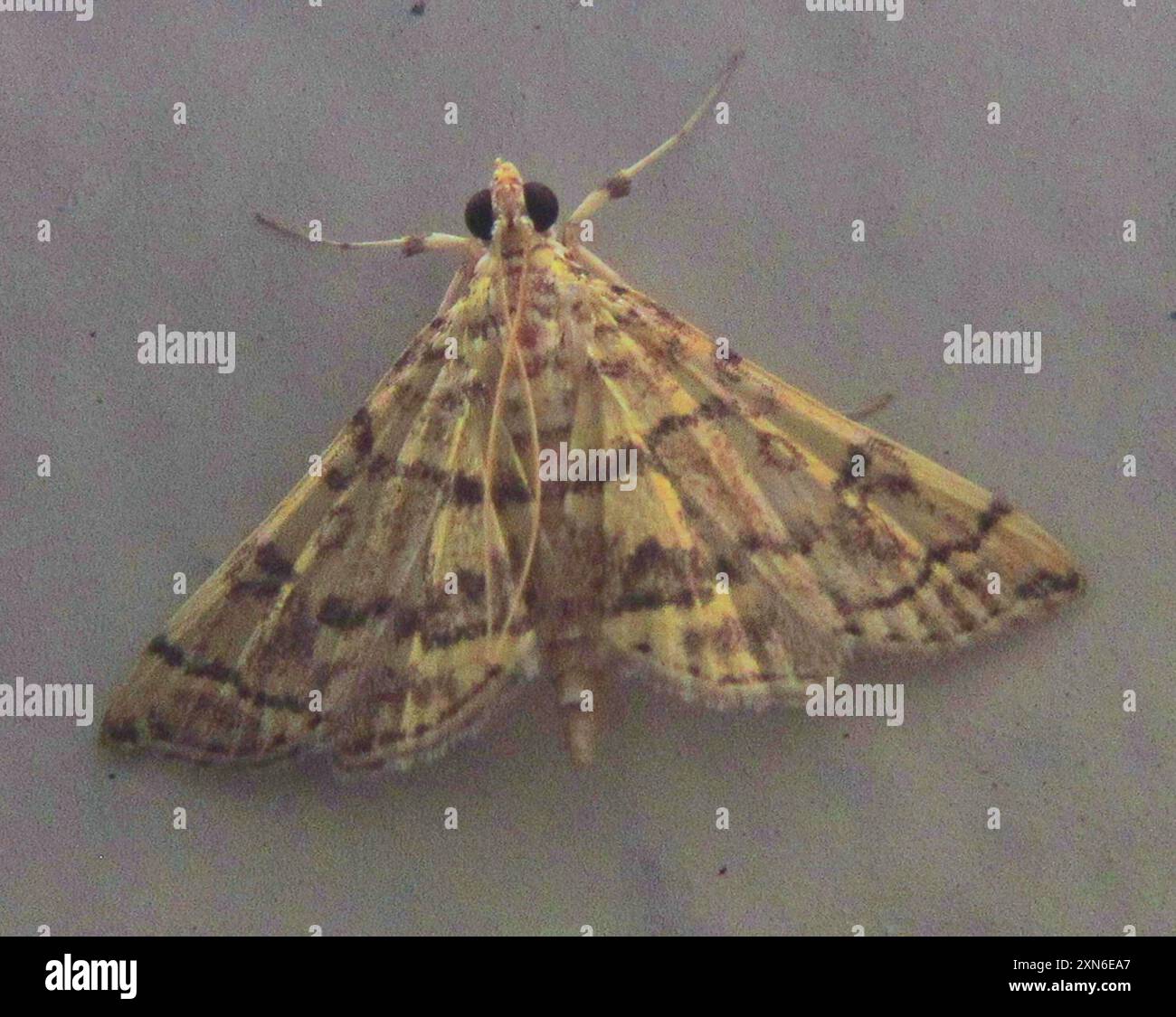 Pearl Moths (Spilomelinae) Insecta Stock Photo - Alamy