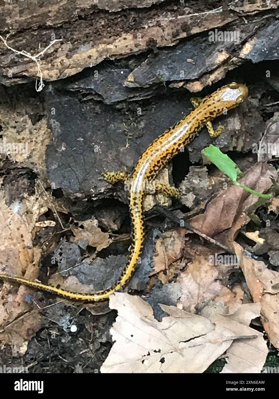 Long-tailed Salamander (Eurycea longicauda) Amphibia Stock Photo - Alamy