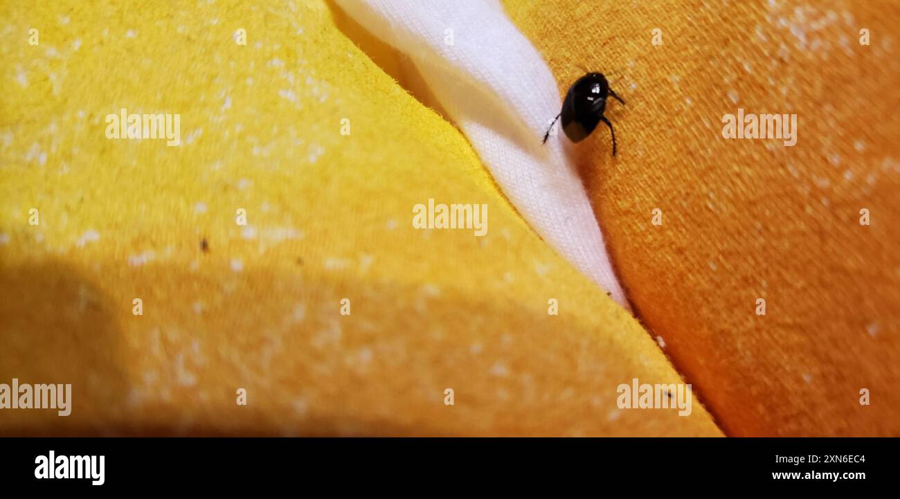 Two-lined Burrowing Bug (Pangaeus bilineatus) Insecta Stock Photo - Alamy