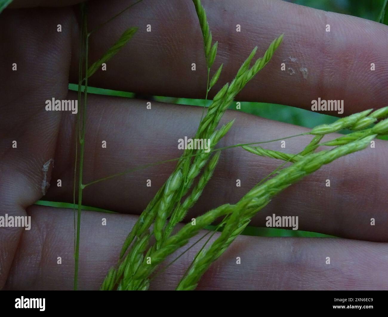 rice cutgrass (Leersia oryzoides) Plantae Stock Photo - Alamy