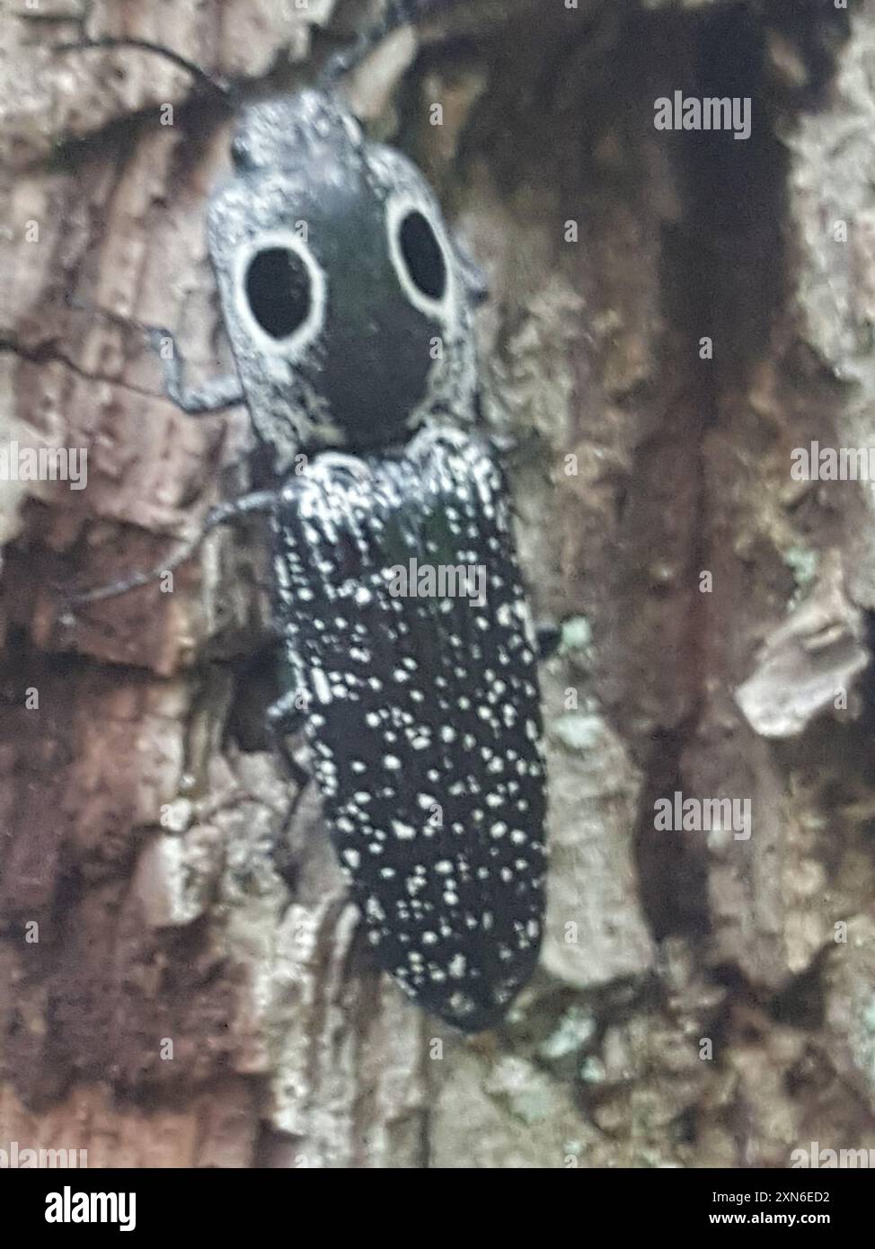 Eastern Eyed Click Beetle (Alaus oculatus) Insecta Stock Photo - Alamy