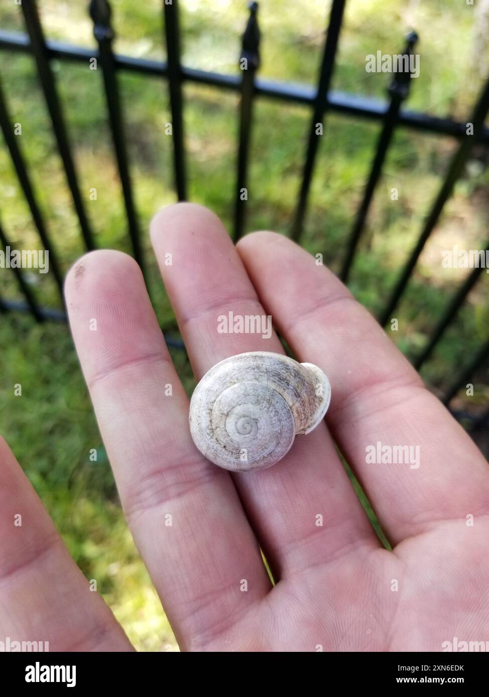 Milk Snail (Otala lactea) Mollusca Stock Photo - Alamy