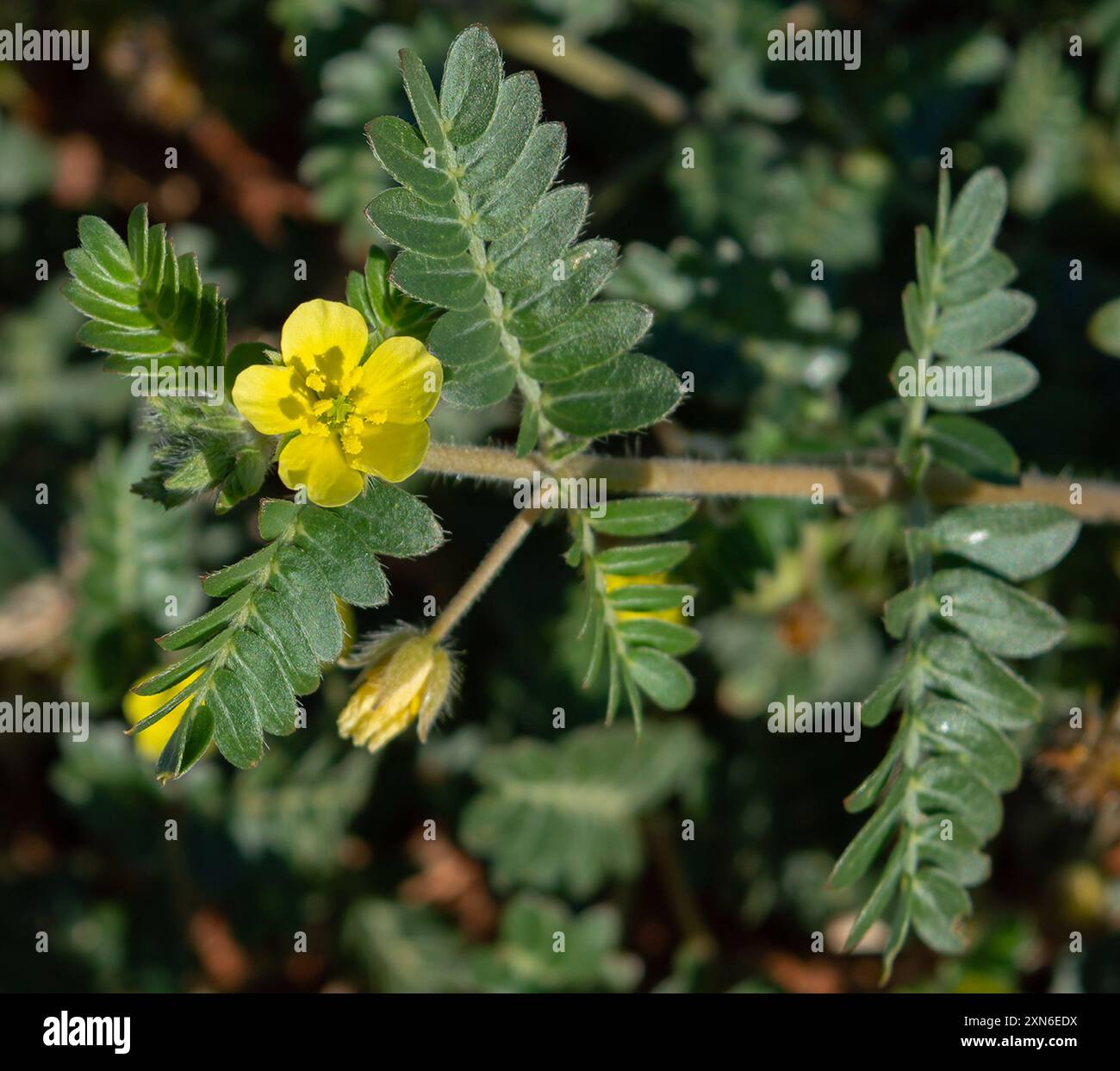 Puncture vine hi-res stock photography and images - Alamy