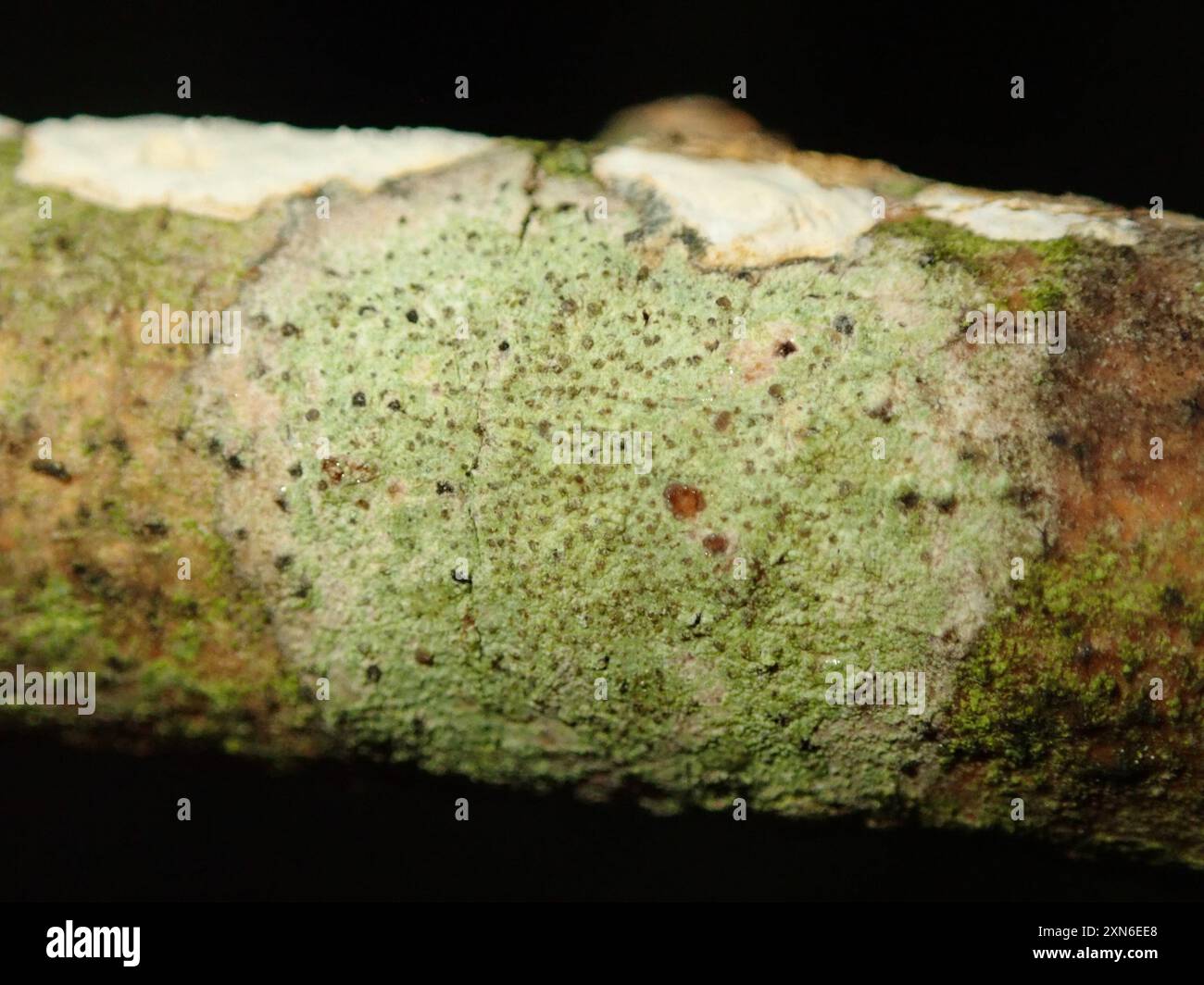 Variable Brown Dotlets (Lecidea varians) Fungi Stock Photo - Alamy