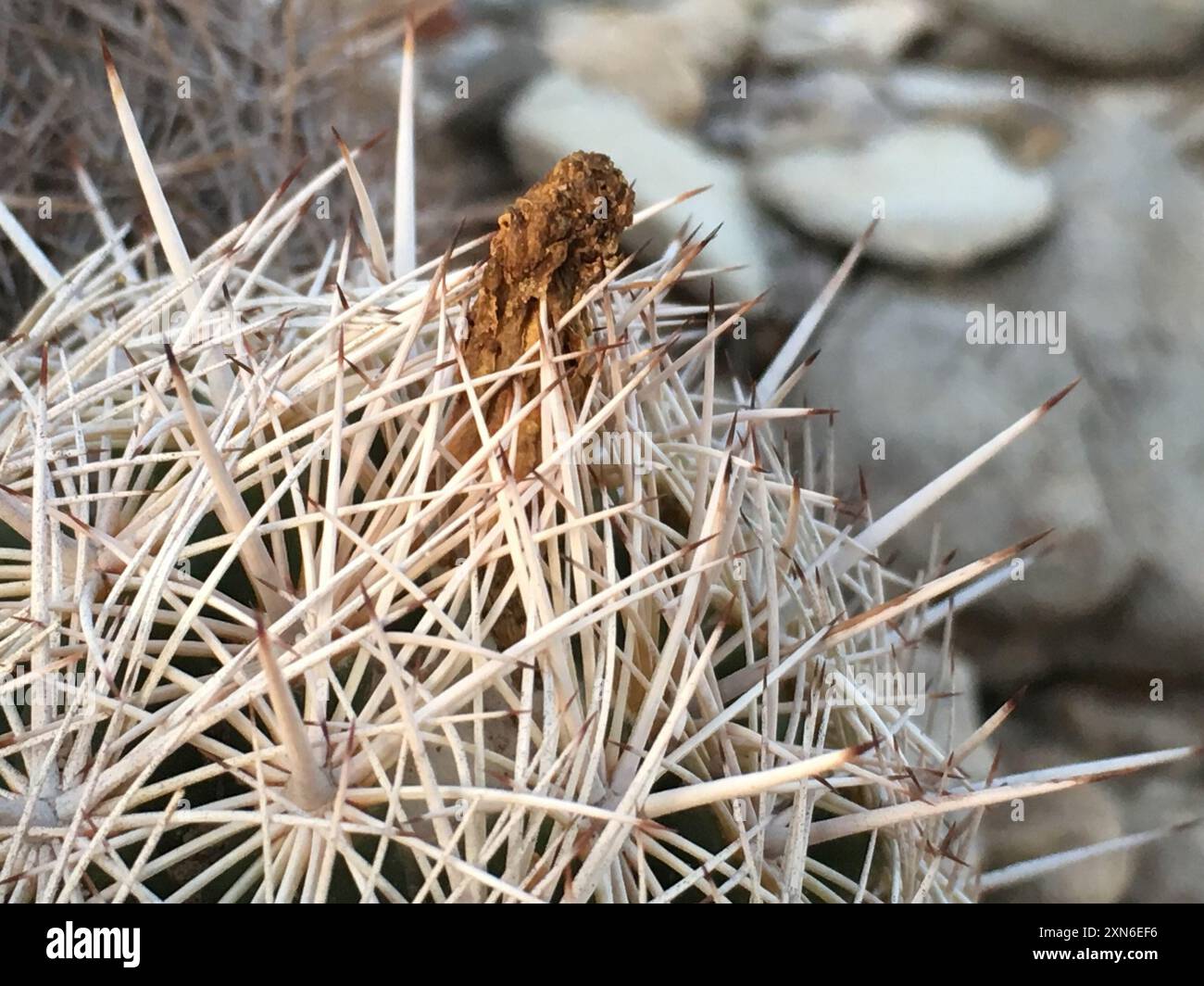 Coryphantha echinus hi-res stock photography and images - Alamy