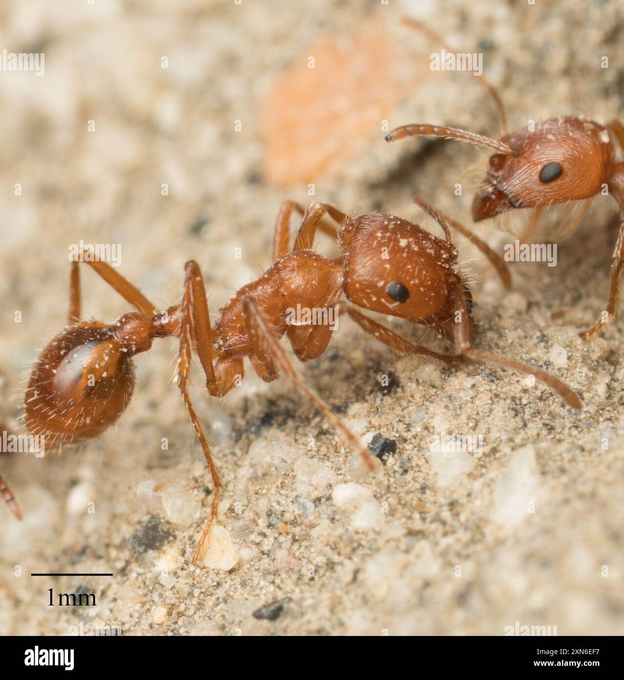 California Harvester Ant (Pogonomyrmex californicus) Insecta Stock ...