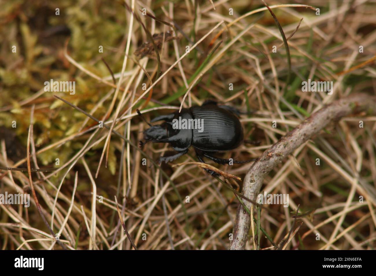 Minotaur Beetle (Typhaeus typhoeus) Insecta Stock Photo - Alamy