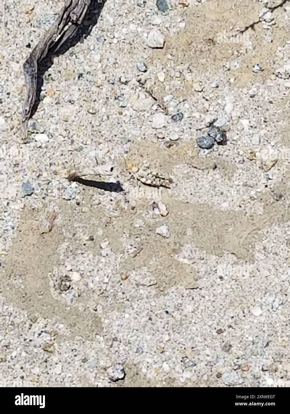 Cream Grasshopper (Cibolacris parviceps) Insecta Stock Photo - Alamy