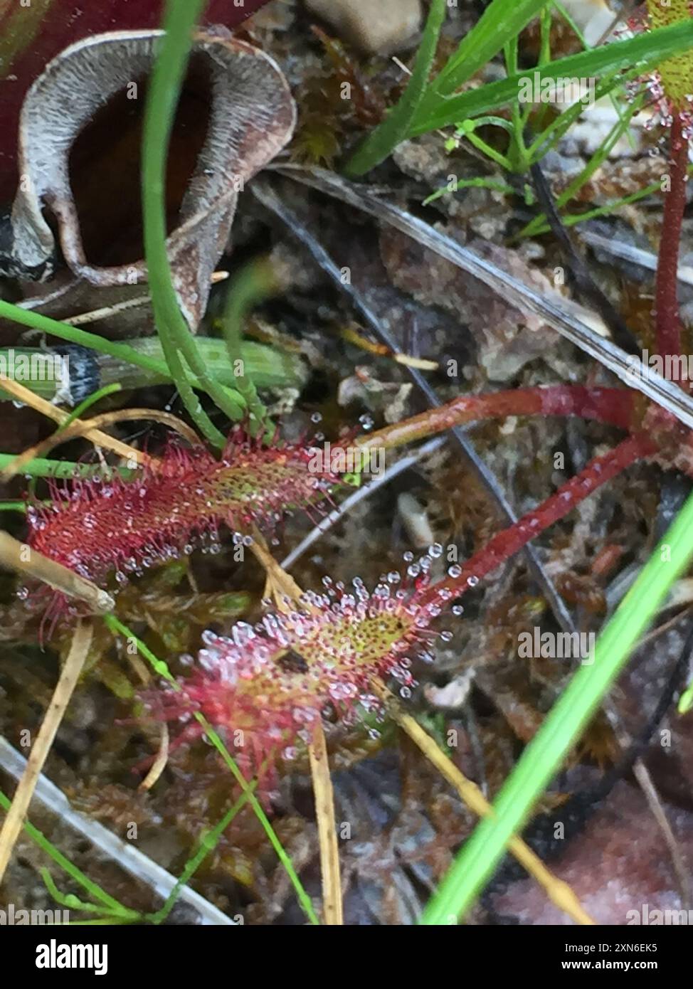 Slenderleaf Sundew (Drosera linearis) Plantae Stock Photo - Alamy