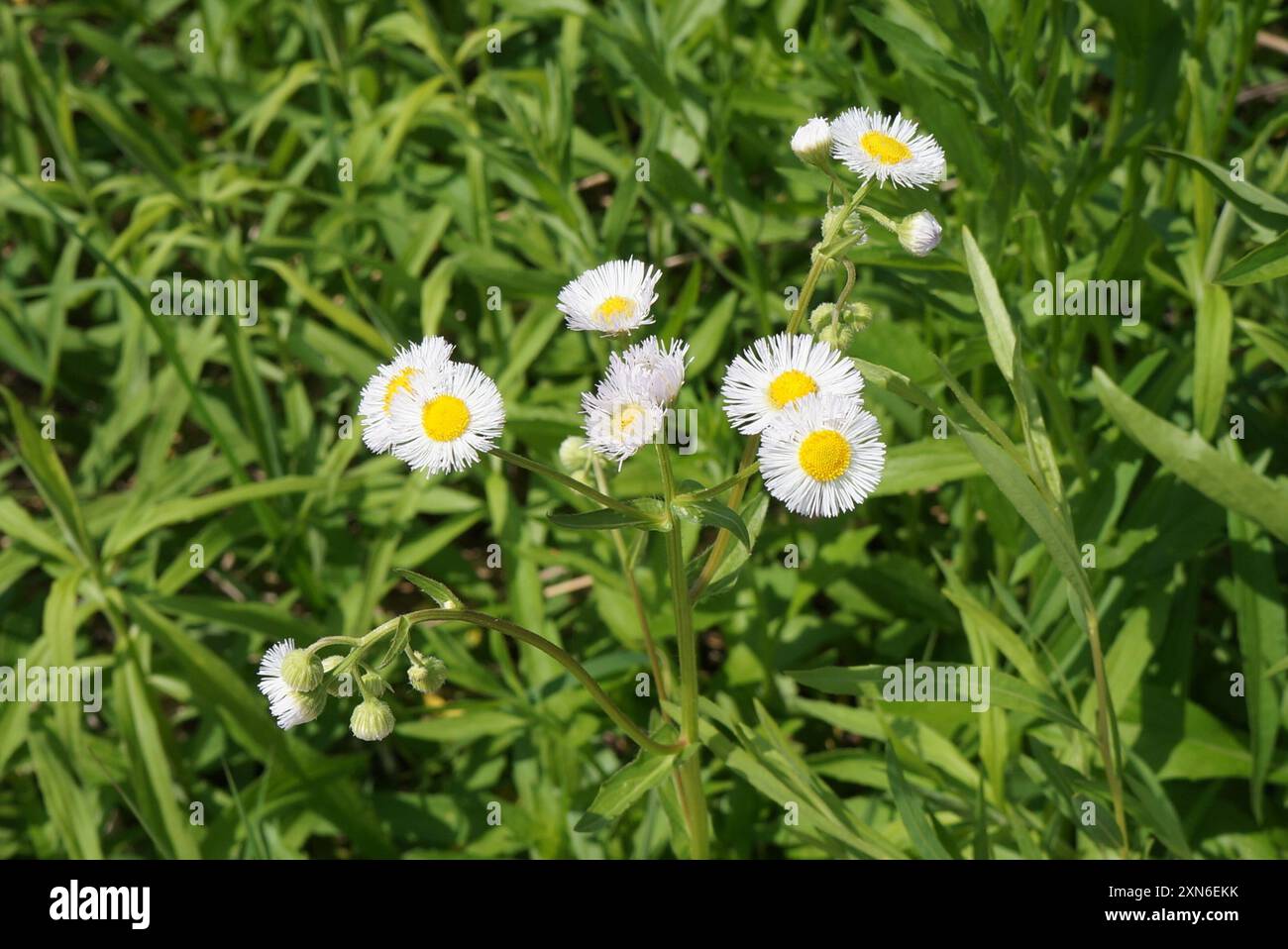 Philadelphia fleabane (Erigeron philadelphicus) Plantae Stock Photo - Alamy