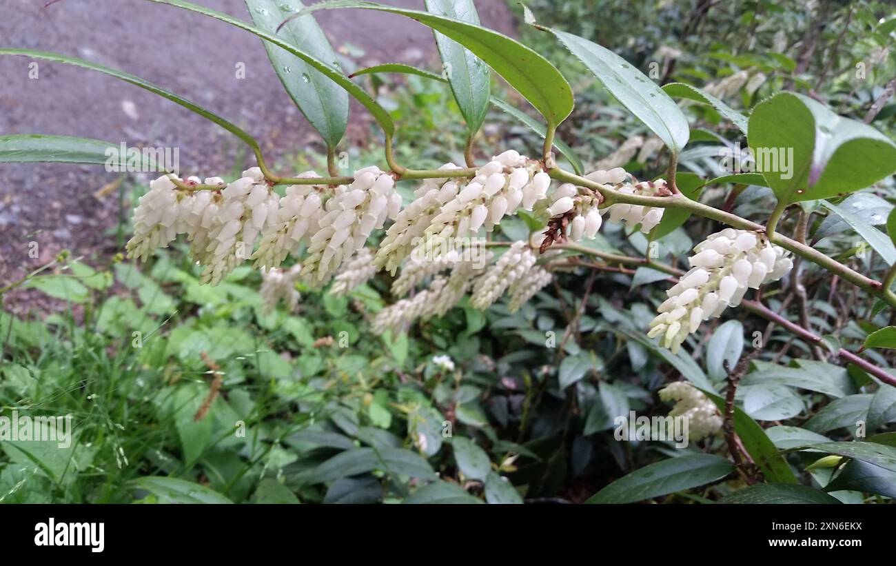 mountain doghobble (Leucothoe fontanesiana) Plantae Stock Photo - Alamy