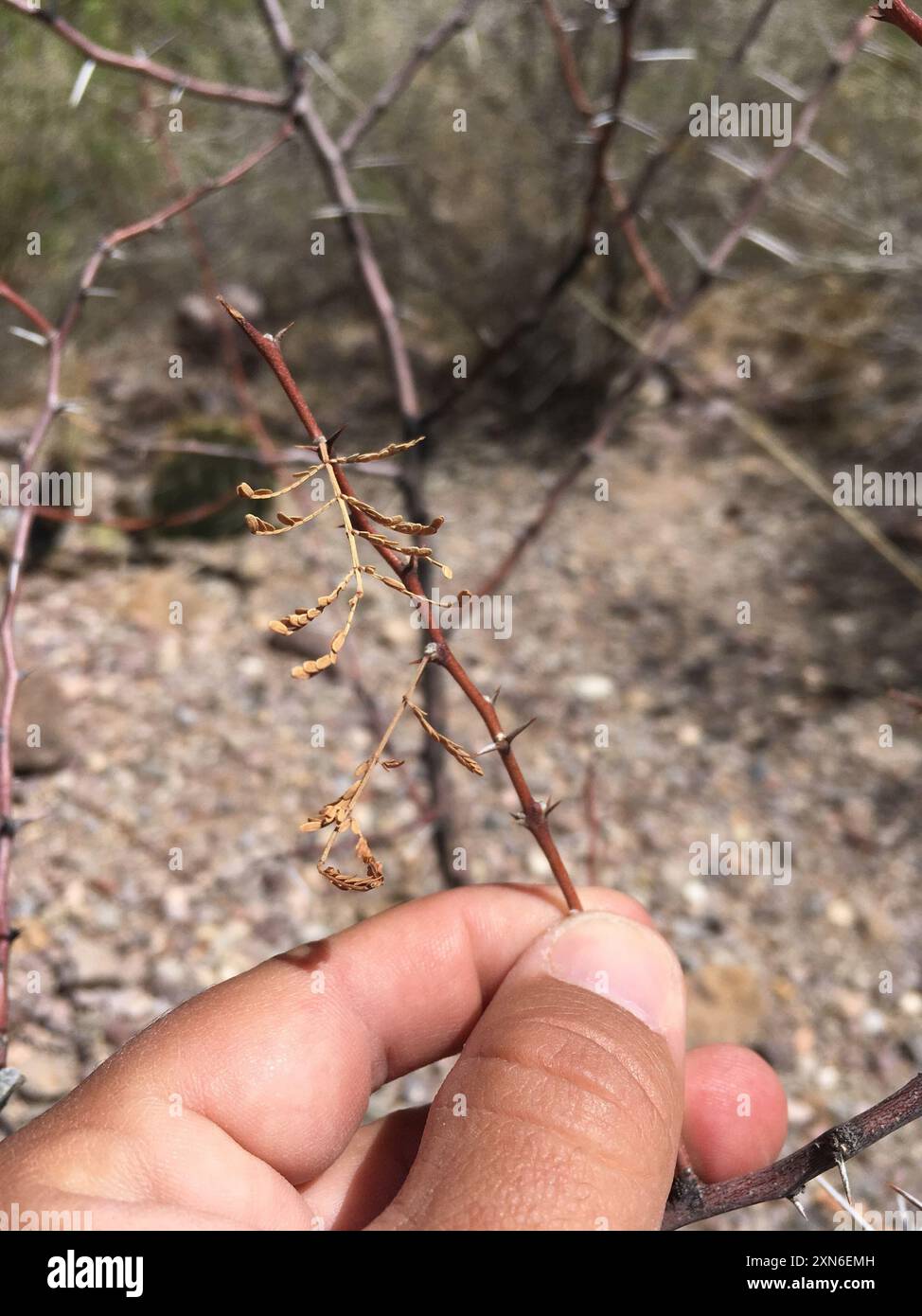 Vachellia constricta hi-res stock photography and images - Alamy