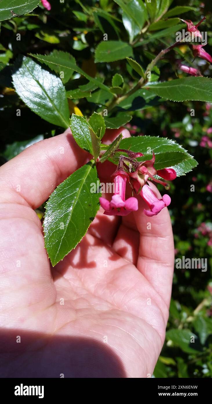 redclaws (Escallonia rubra) Plantae Stock Photo - Alamy