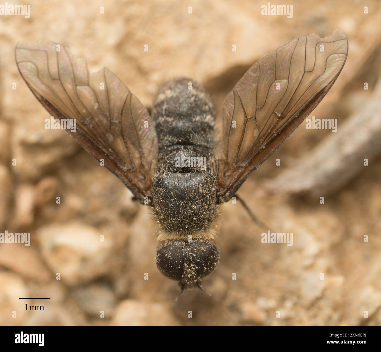 Vanus hi-res stock photography and images - Alamy