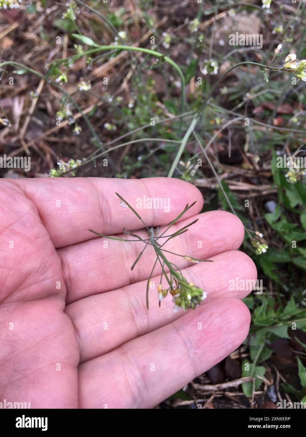 mouse-ear cress (Arabidopsis thaliana) Plantae Stock Photo - Alamy