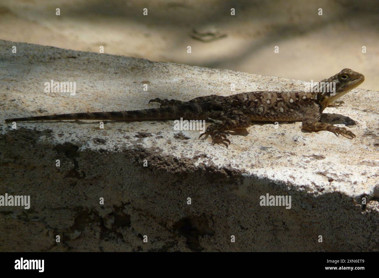 Kenyan Rock Agama (Agama lionotus) Reptilia Stock Photo - Alamy