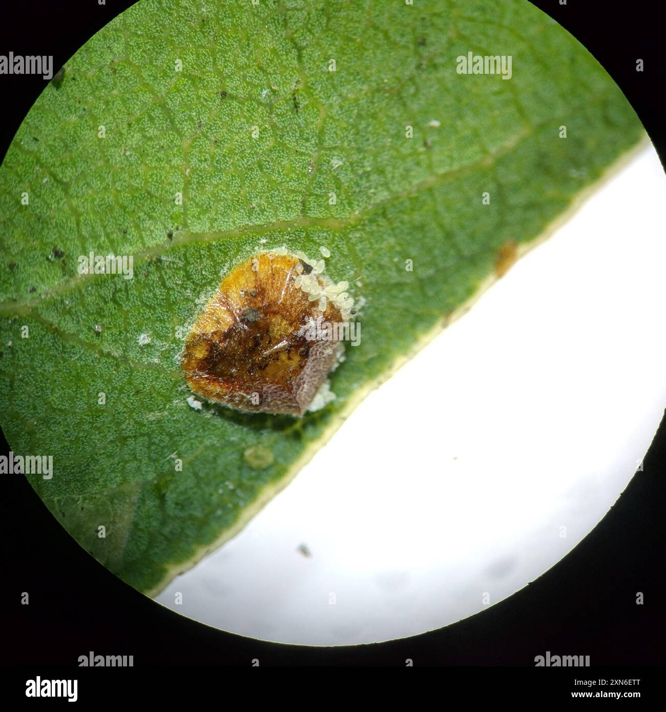 Pyriform Scale (Protopulvinaria pyriformis) Insecta Stock Photo - Alamy