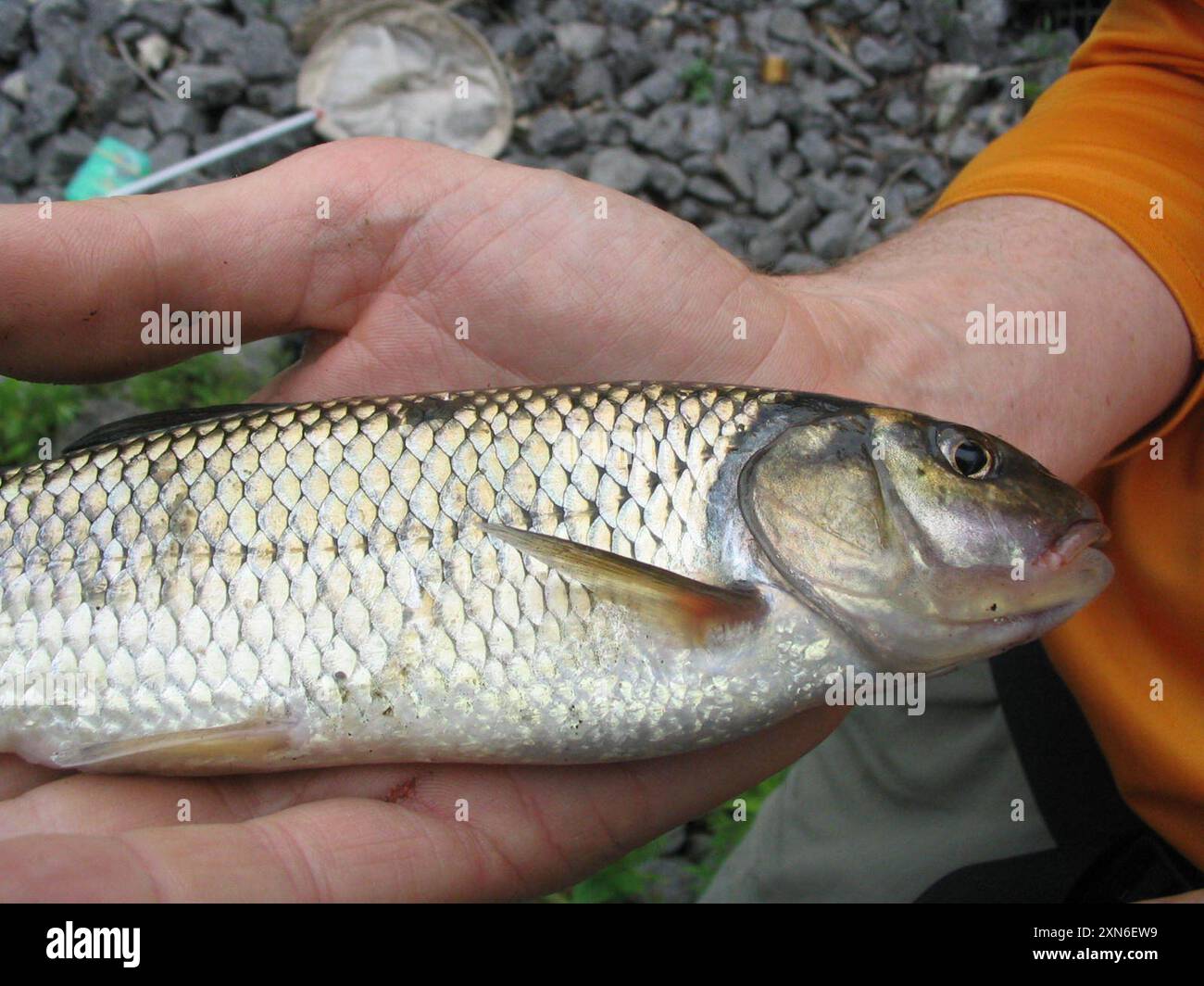 Fallfish (Semotilus corporalis) Actinopterygii Stock Photo - Alamy