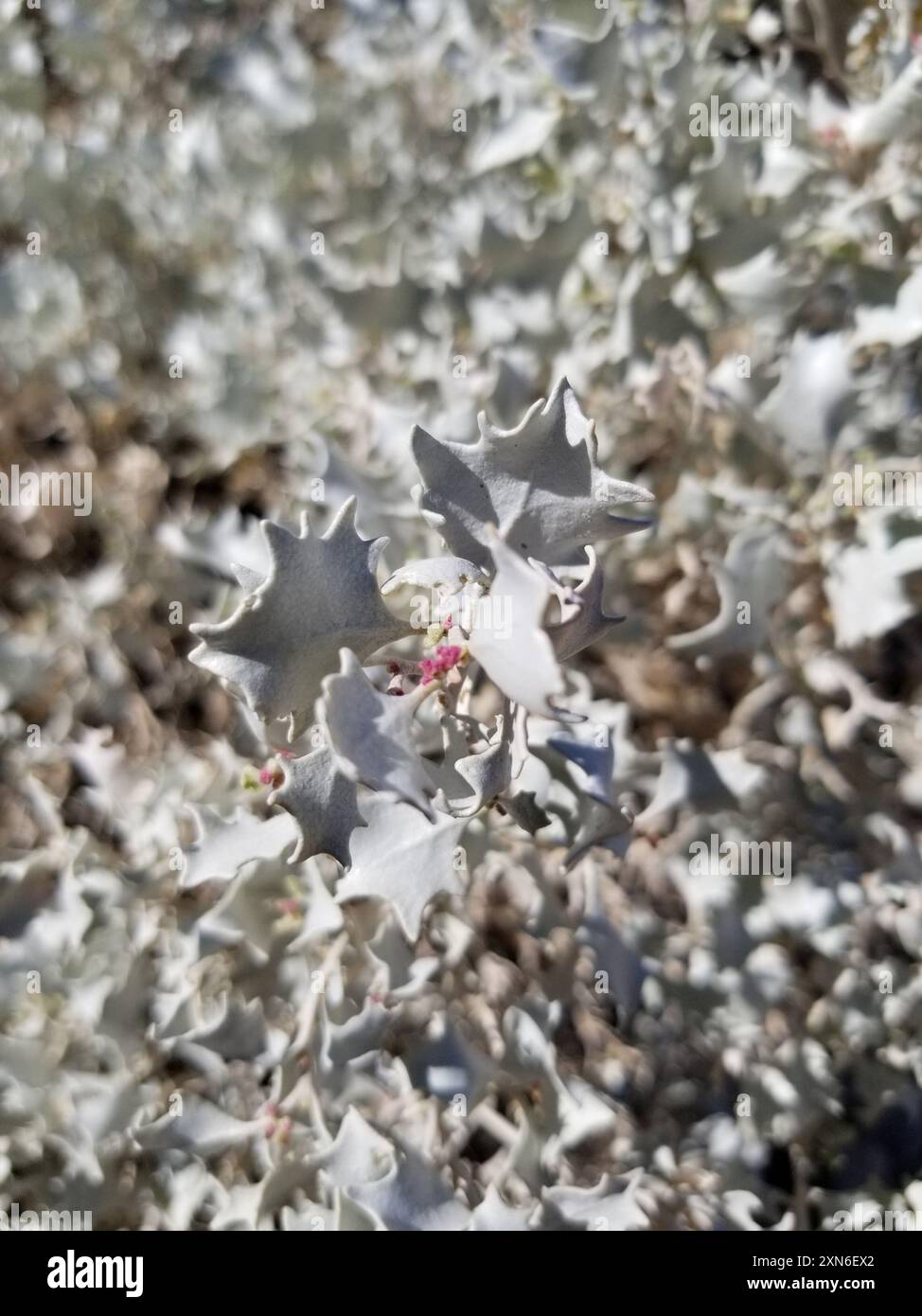Desert Holly (Atriplex hymenelytra) Plantae Stock Photo - Alamy