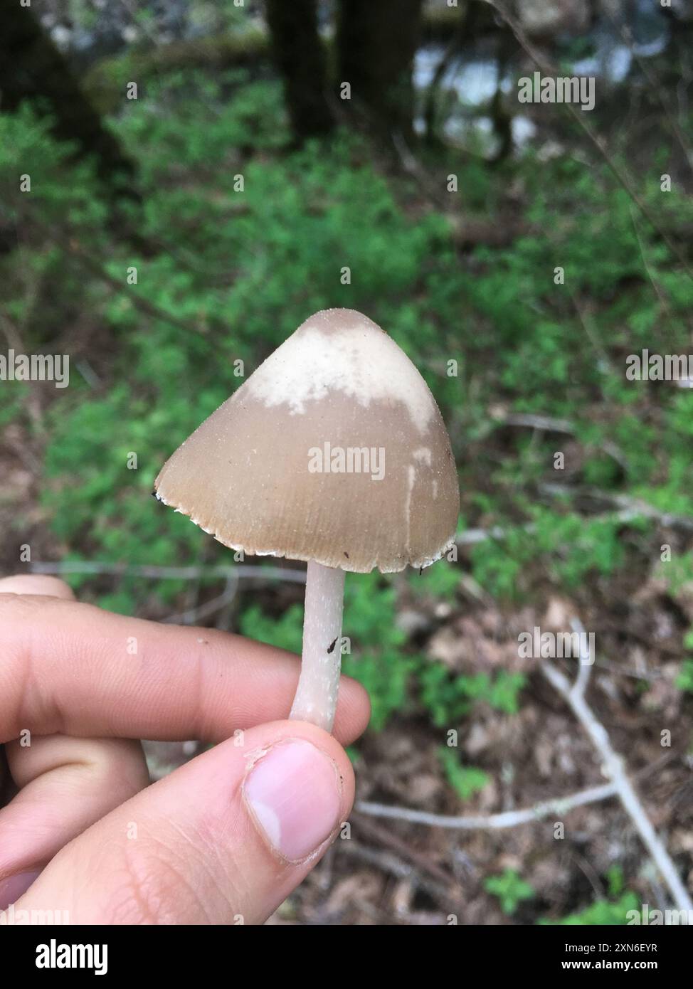 Tall Psathyrella (Psathyrella longipes) Fungi Stock Photo - Alamy