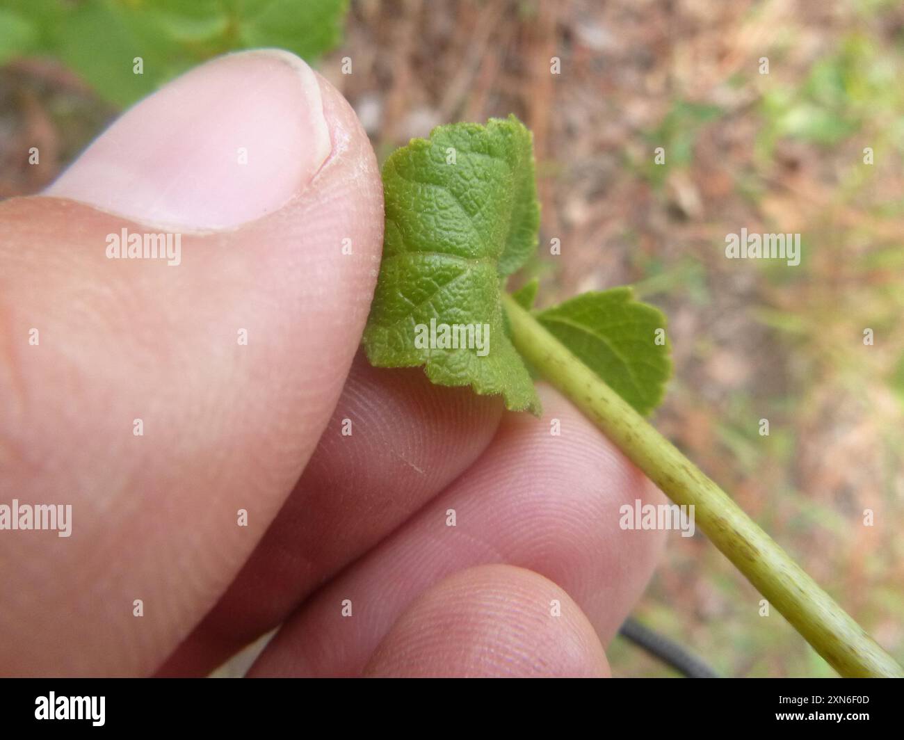 smaller white snakeroot (Ageratina aromatica) Plantae Stock Photo - Alamy