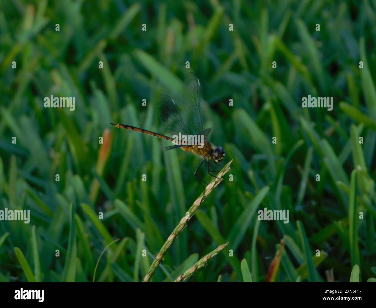Four-spotted Pennant (Brachymesia gravida) Insecta Stock Photo - Alamy
