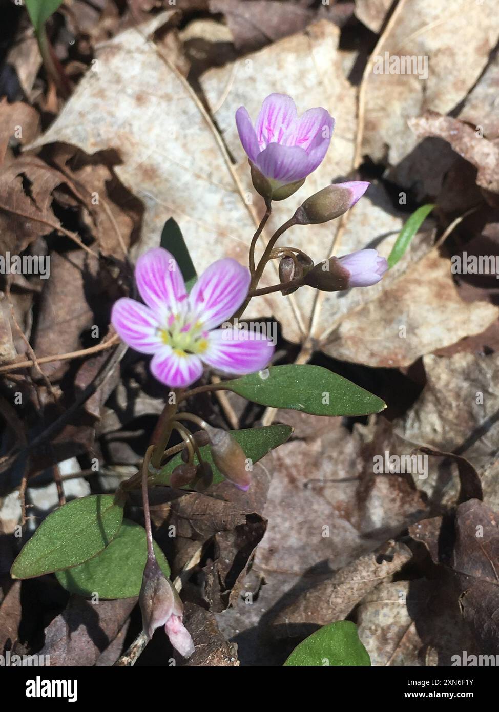 Carolina Springbeauty (Claytonia caroliniana) Plantae Stock Photo - Alamy