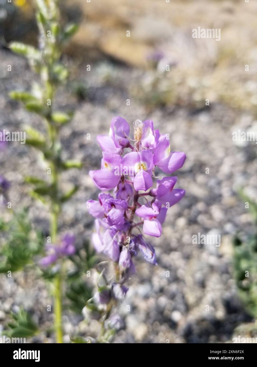 Arizona lupine (Lupinus arizonicus) Plantae Stock Photo - Alamy