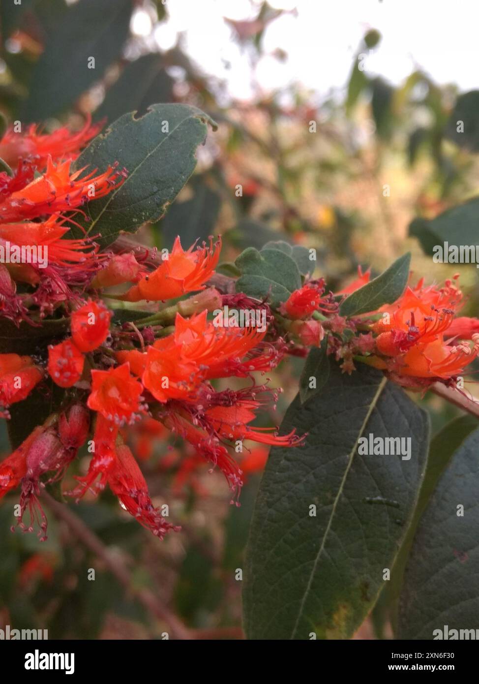 Woodfordia fruticosa hi-res stock photography and images - Alamy