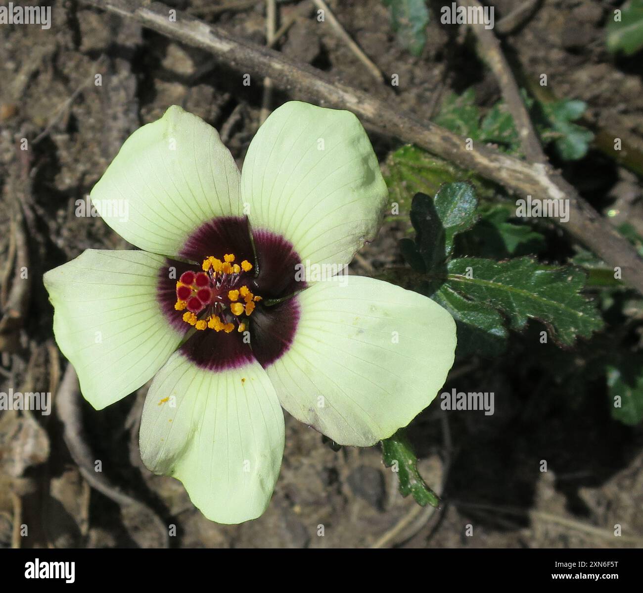 flower-of-an-hour (Hibiscus trionum) Plantae Stock Photo - Alamy