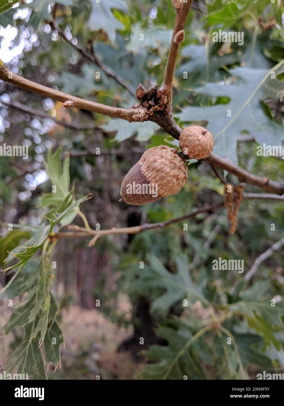California black oak (Quercus kelloggii) Plantae Stock Photo - Alamy