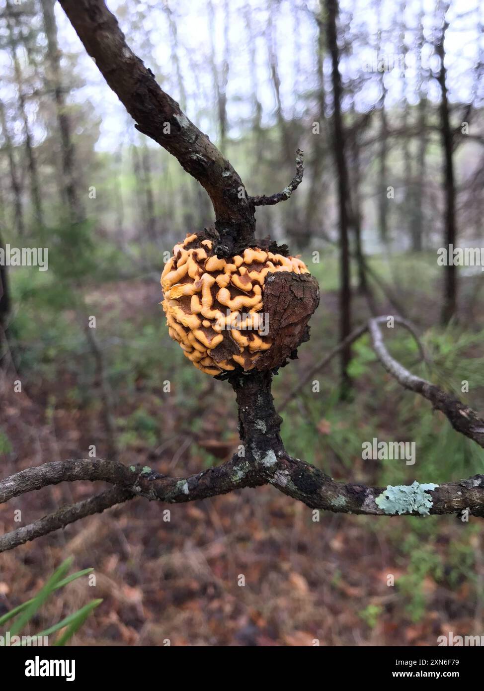 Pine-oak gall rust (Cronartium quercuum) Fungi Stock Photo - Alamy