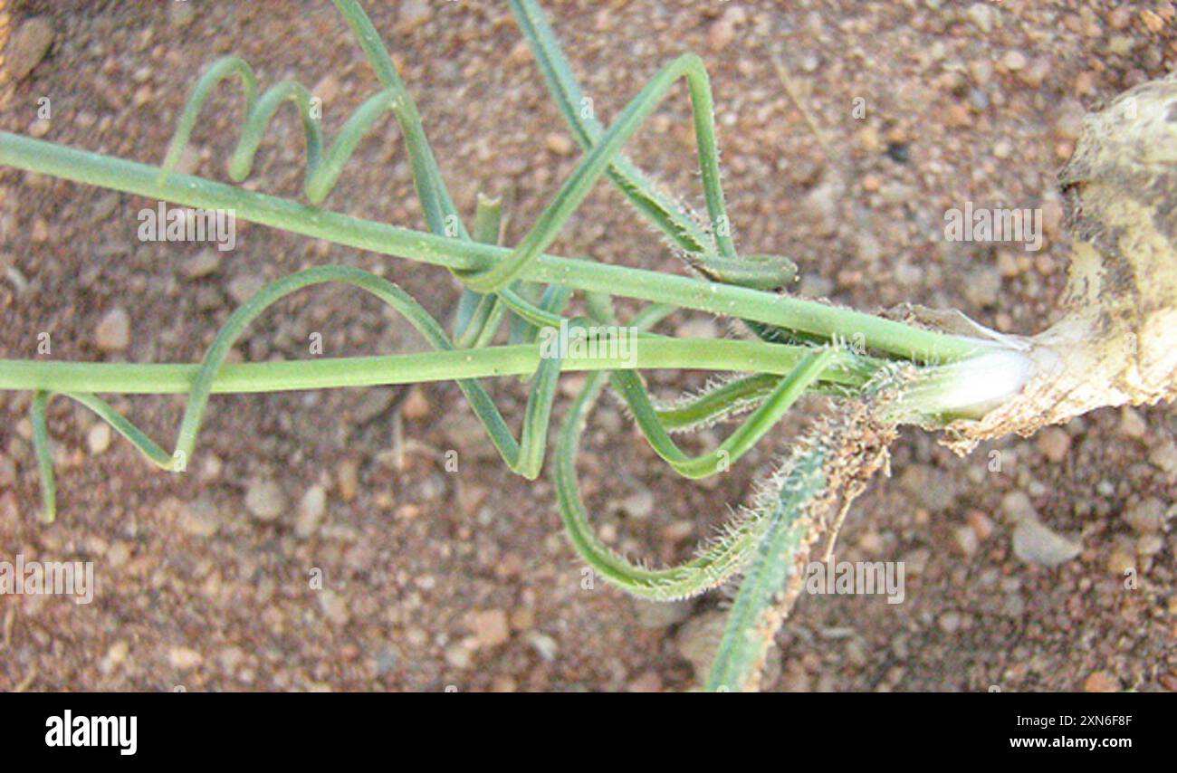 monocots (Liliopsida) Plantae Stock Photo - Alamy
