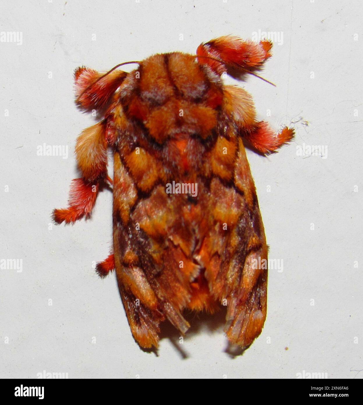 Monkey slug moth hi-res stock photography and images - Alamy
